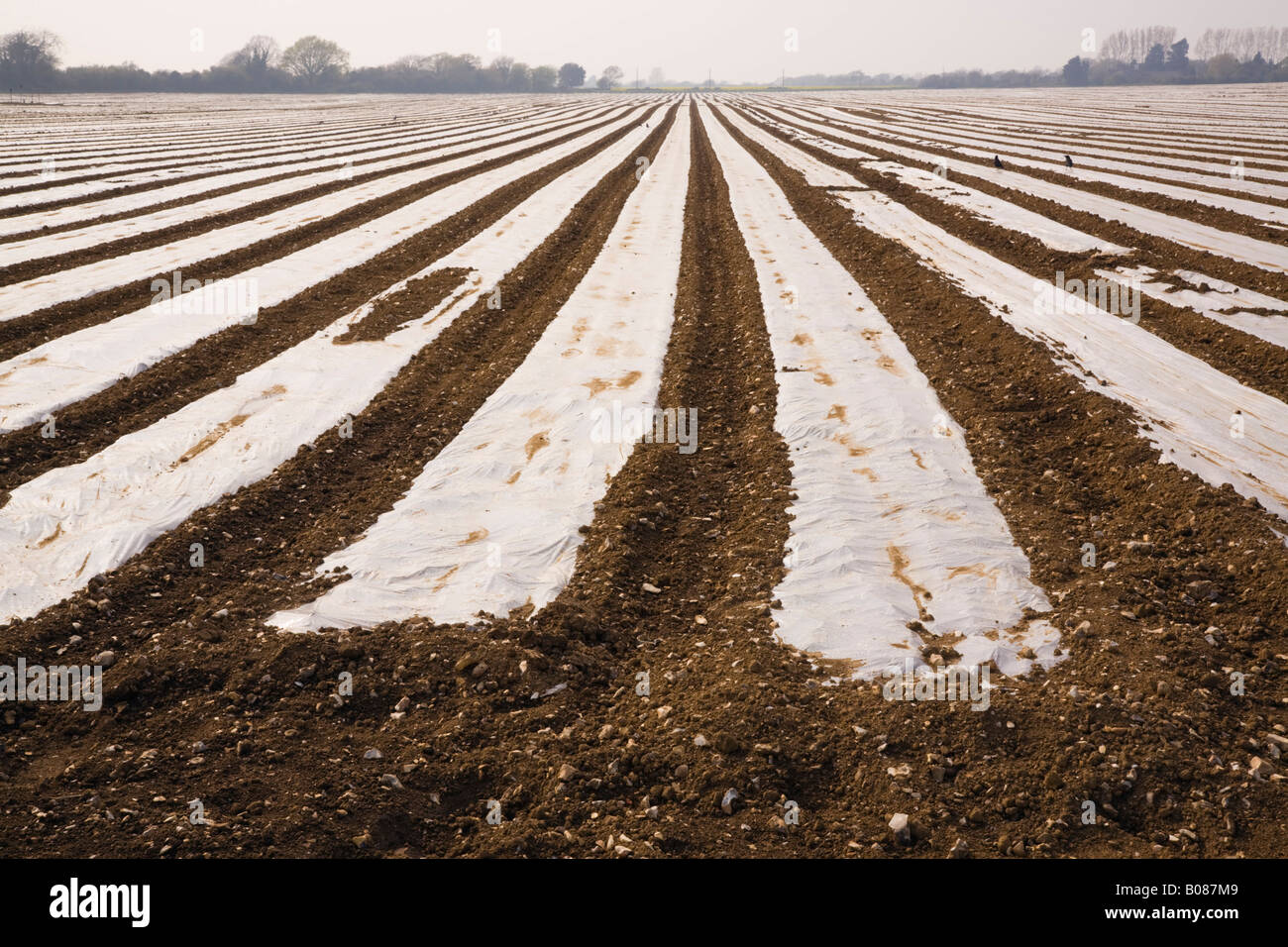 Lines of plastic cloche sheeting on arable crop in field West Sussex ...