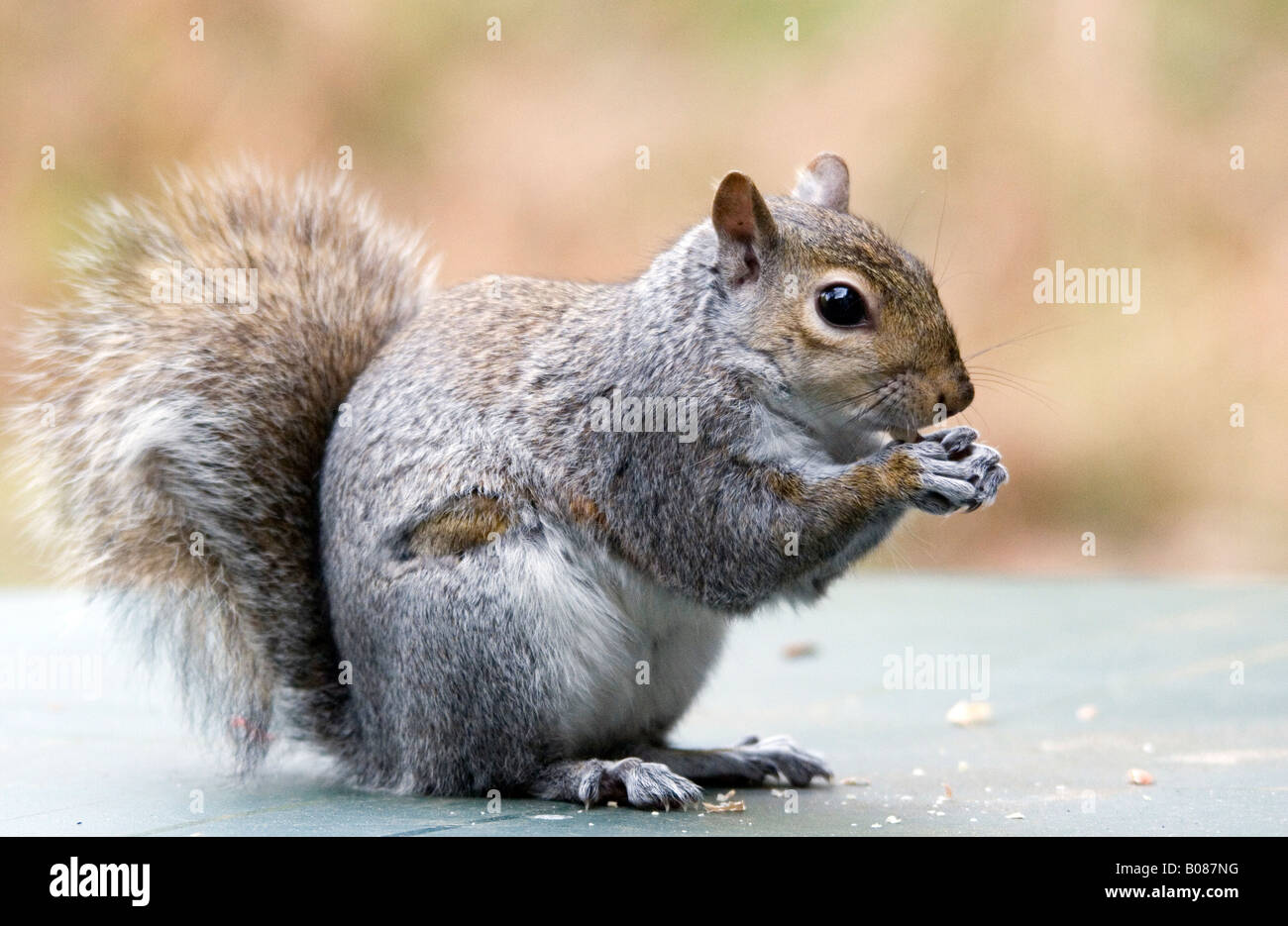 Grey Squirrel eating nut Stock Photo - Alamy