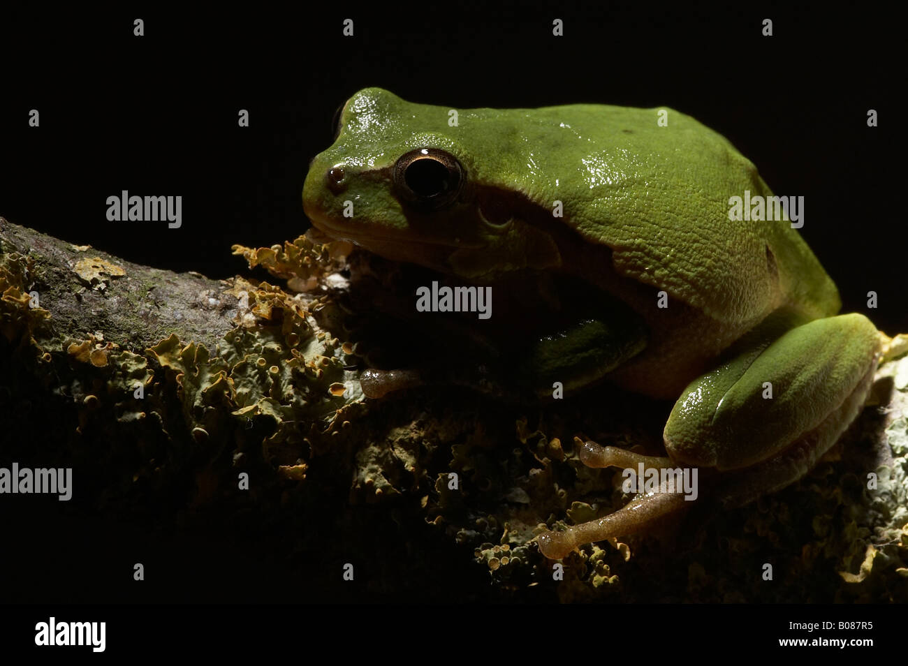 Italian Tree Frog Hyla intermedia Central Italy Stock Photo - Alamy