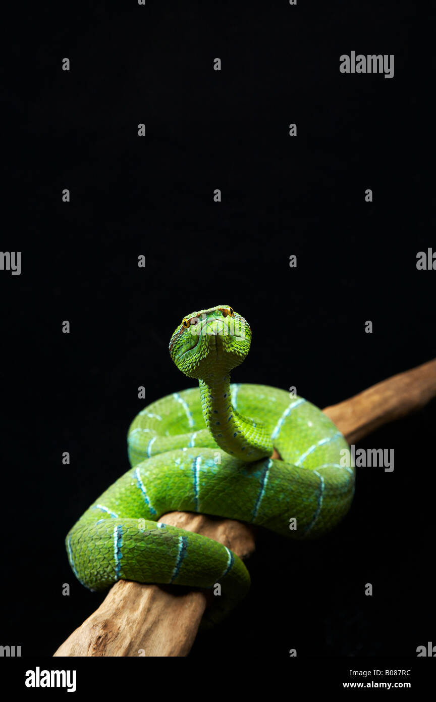 Side stripe pit viper hi-res stock photography and images - Alamy