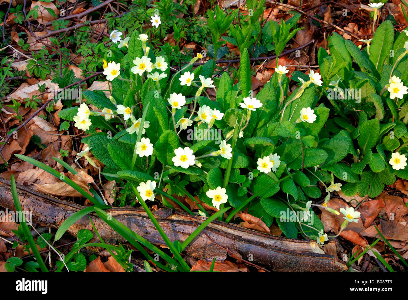 Primrose primula sp hi-res stock photography and images - Alamy
