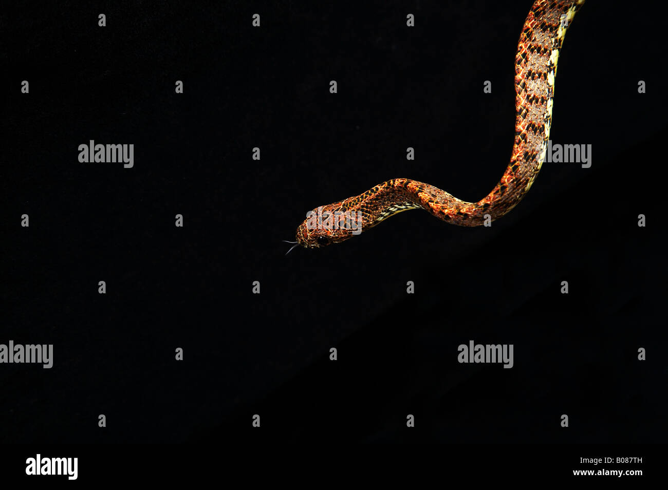 Royal phyton hi-res stock photography and images - Alamy