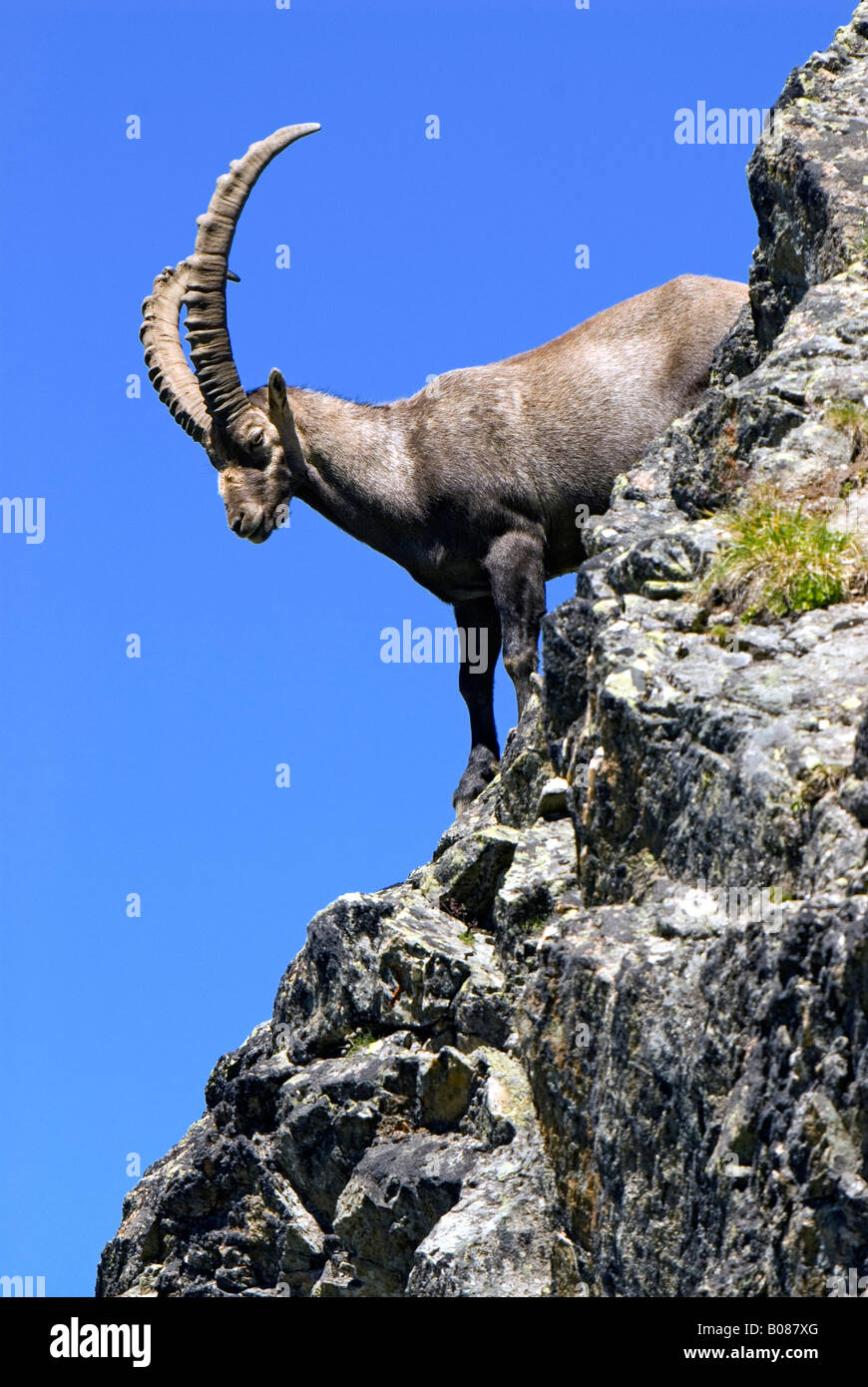 Alpine Ibex (Capra ibex), male standing in a cliff Stock Photo - Alamy