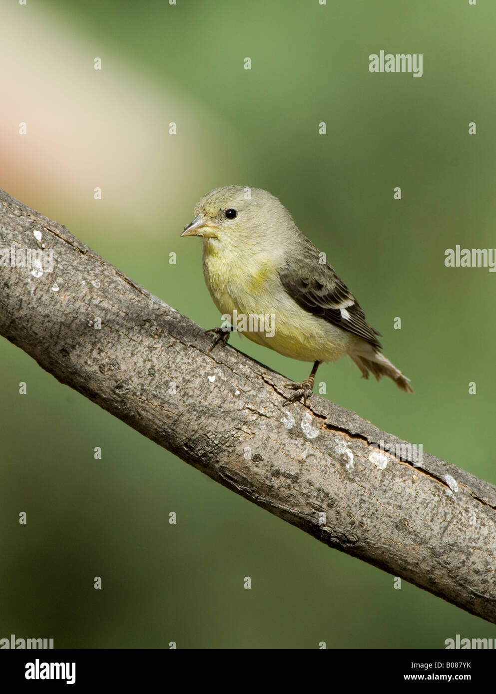 Female goldfinch hi-res stock photography and images - Alamy