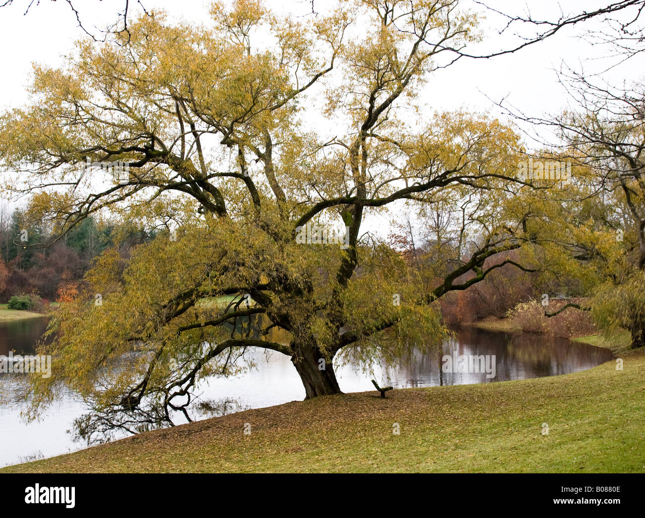 Autumn willow tree hi-res stock photography and images - Alamy