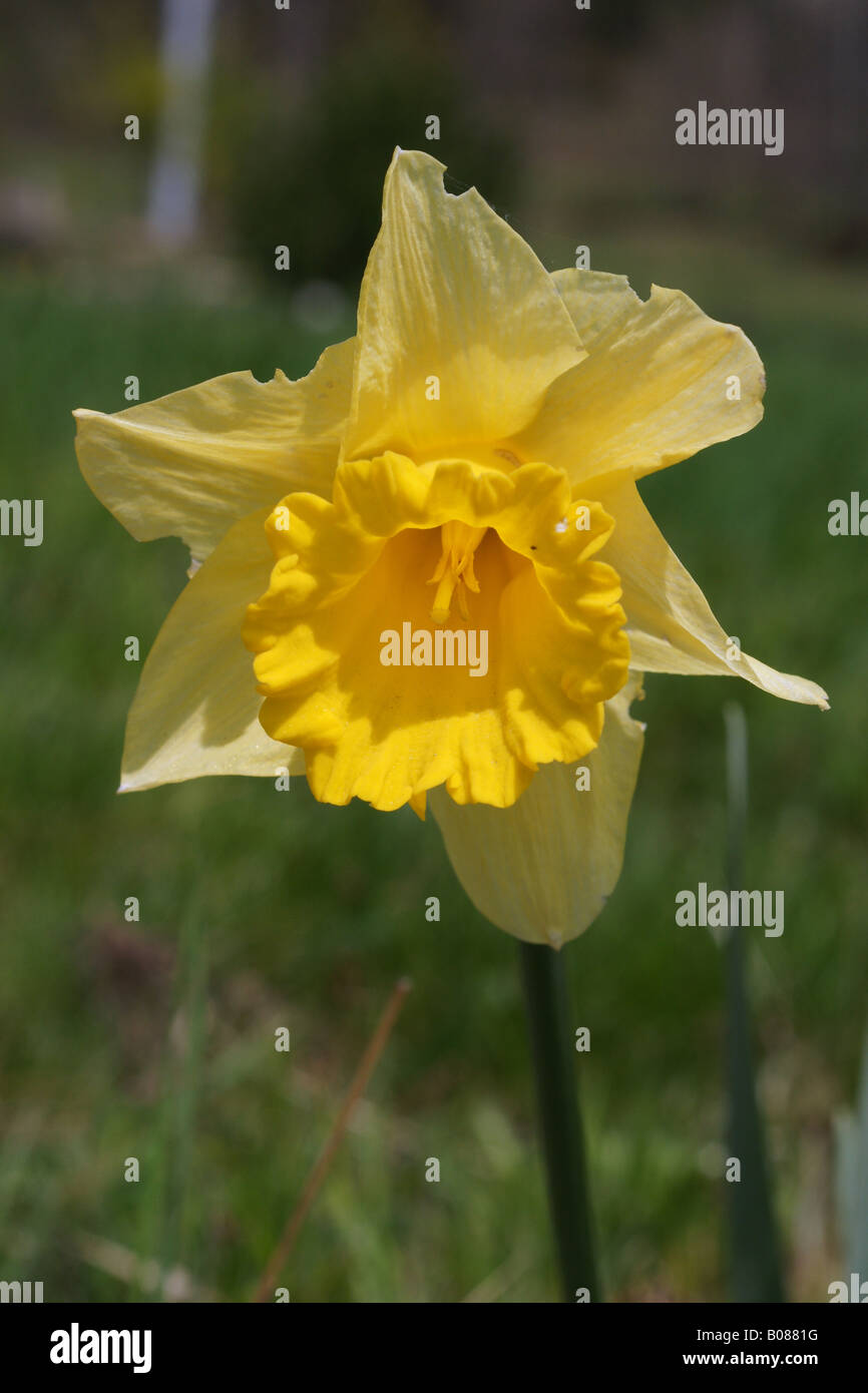 Daffodil flower hi-res stock photography and images - Alamy