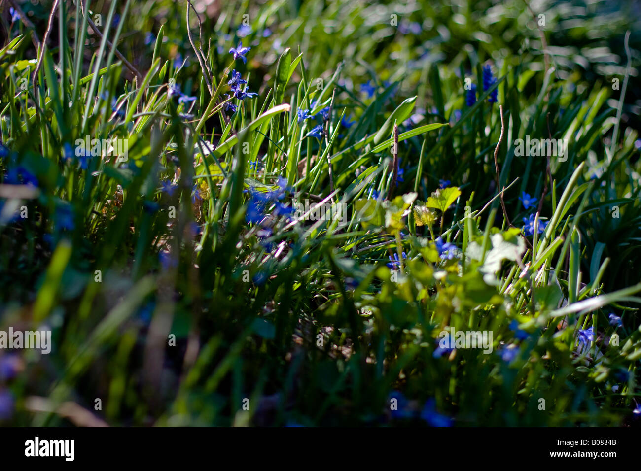 Grass and Blue Flowers Stock Photo - Alamy