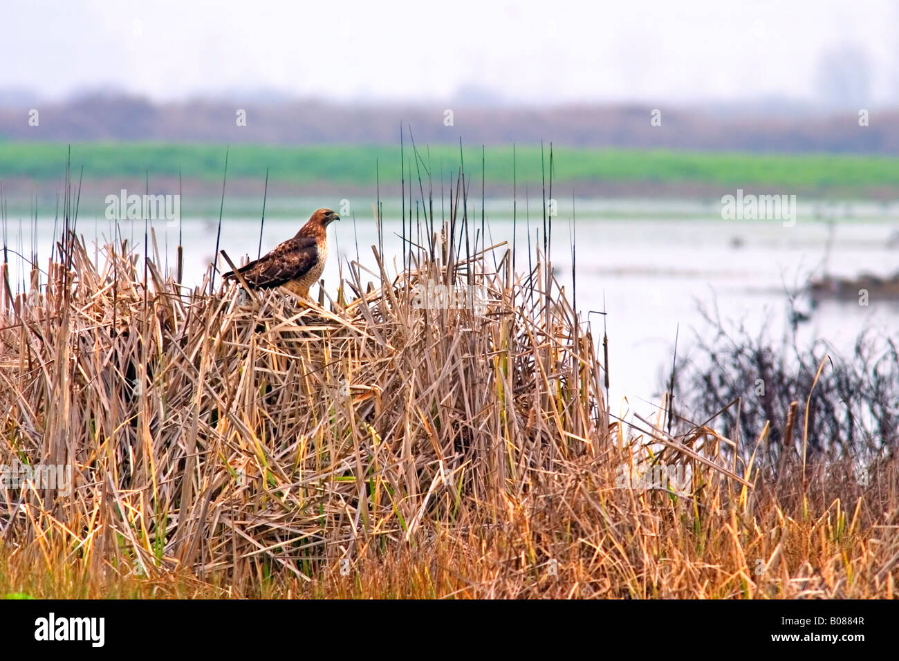 Red tailed hawk in California wetlands of the central San Joaquin ...