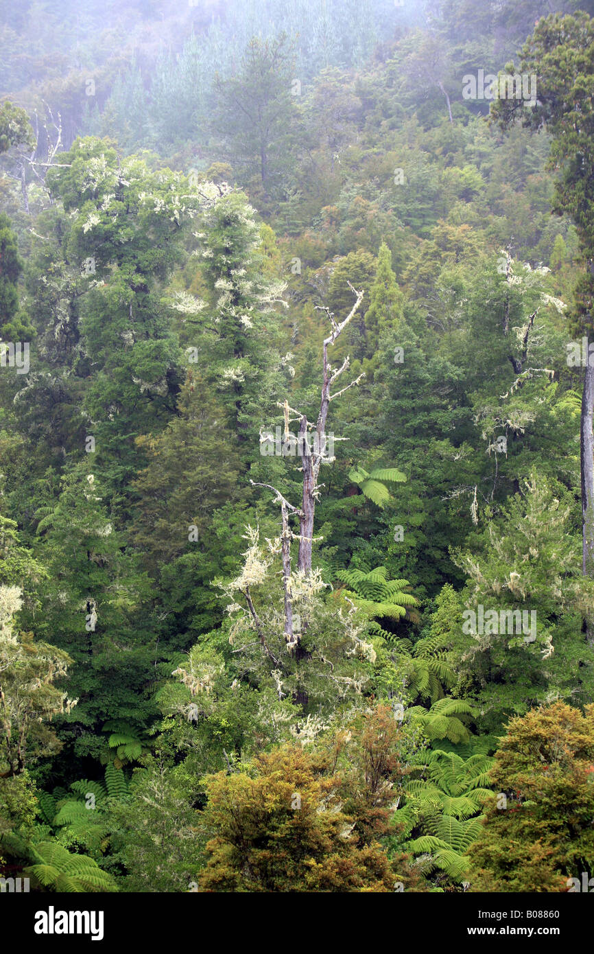 Indigenous trees in the mist in Rimu valley forest beside Sandy bay ...