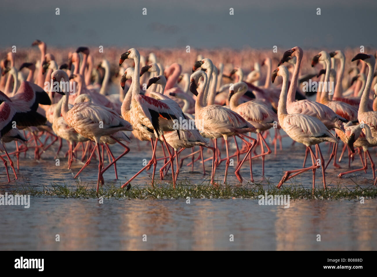 Lesser flamingo hi-res stock photography and images - Alamy