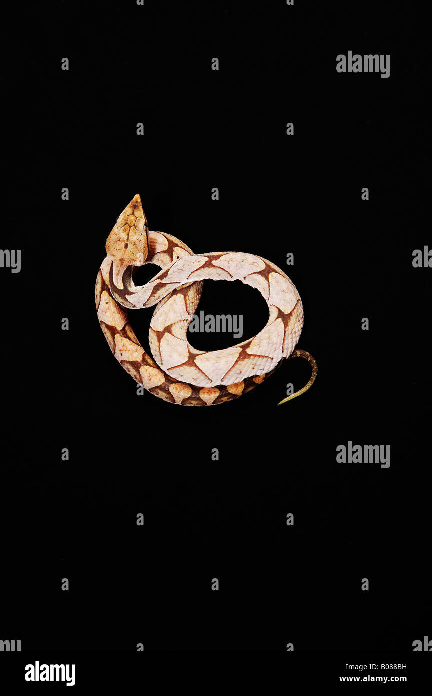 Sharp Nosed Viper coiling on the floor Stock Photo - Alamy