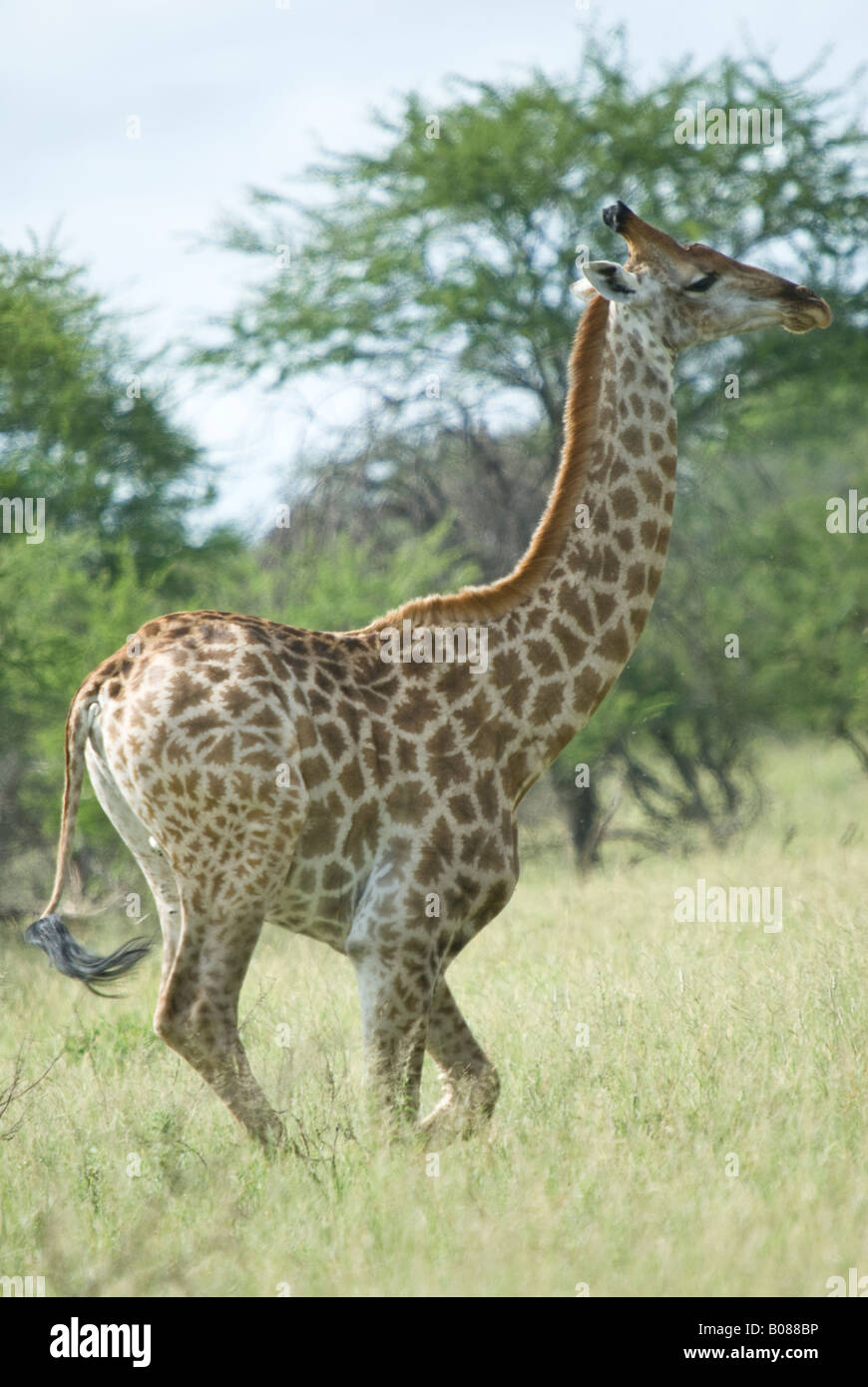 A giraffe with bent knees and arched back as it stands up after resting ...