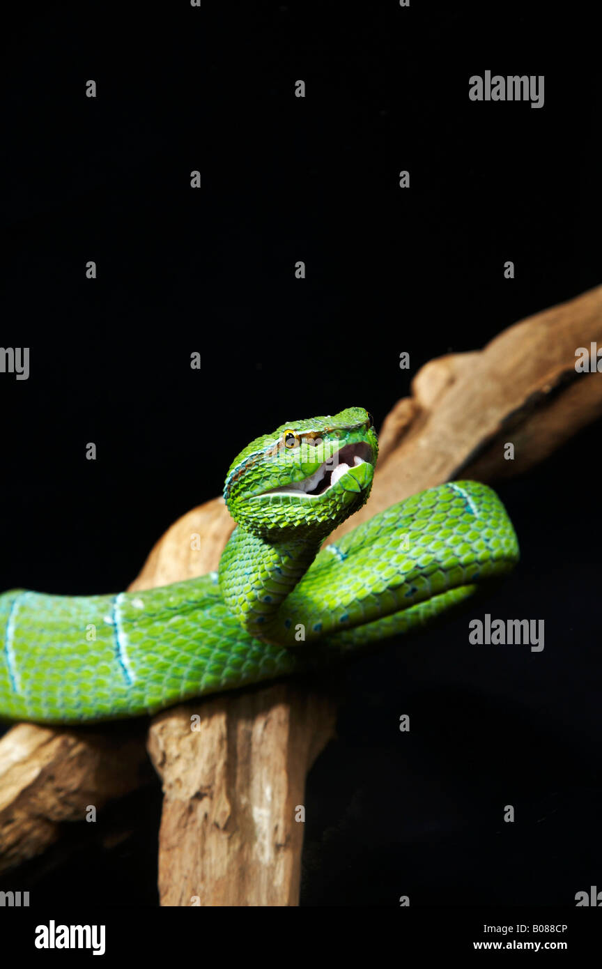 Side view of Pit Viper Stock Photo - Alamy