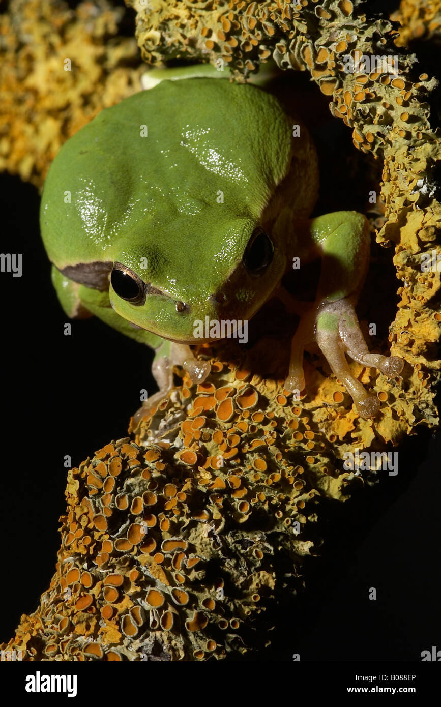 Italian Tree Frog Hyla intermedia Central Italy Stock Photo - Alamy