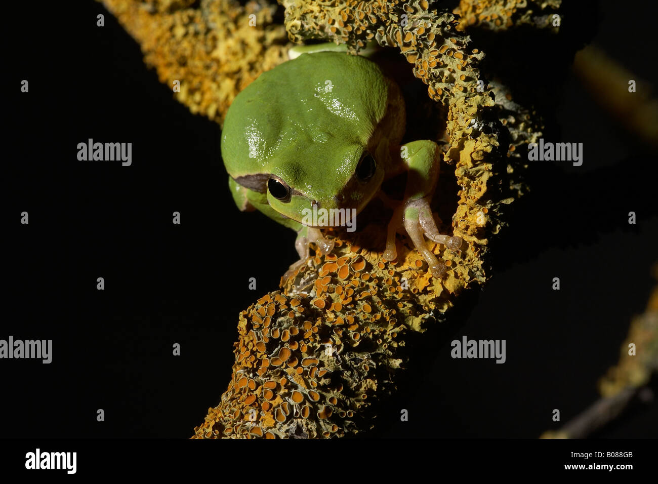 Italian Tree Frog Hyla intermedia Central Italy Stock Photo - Alamy
