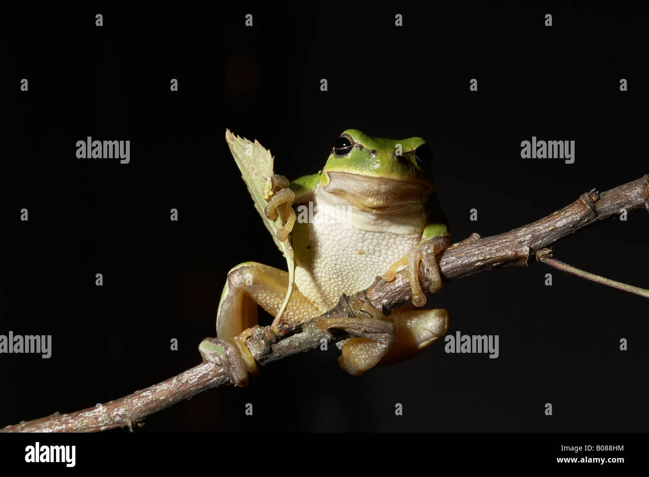 Italian Tree Frog Hyla intermedia Central Italy Stock Photo - Alamy