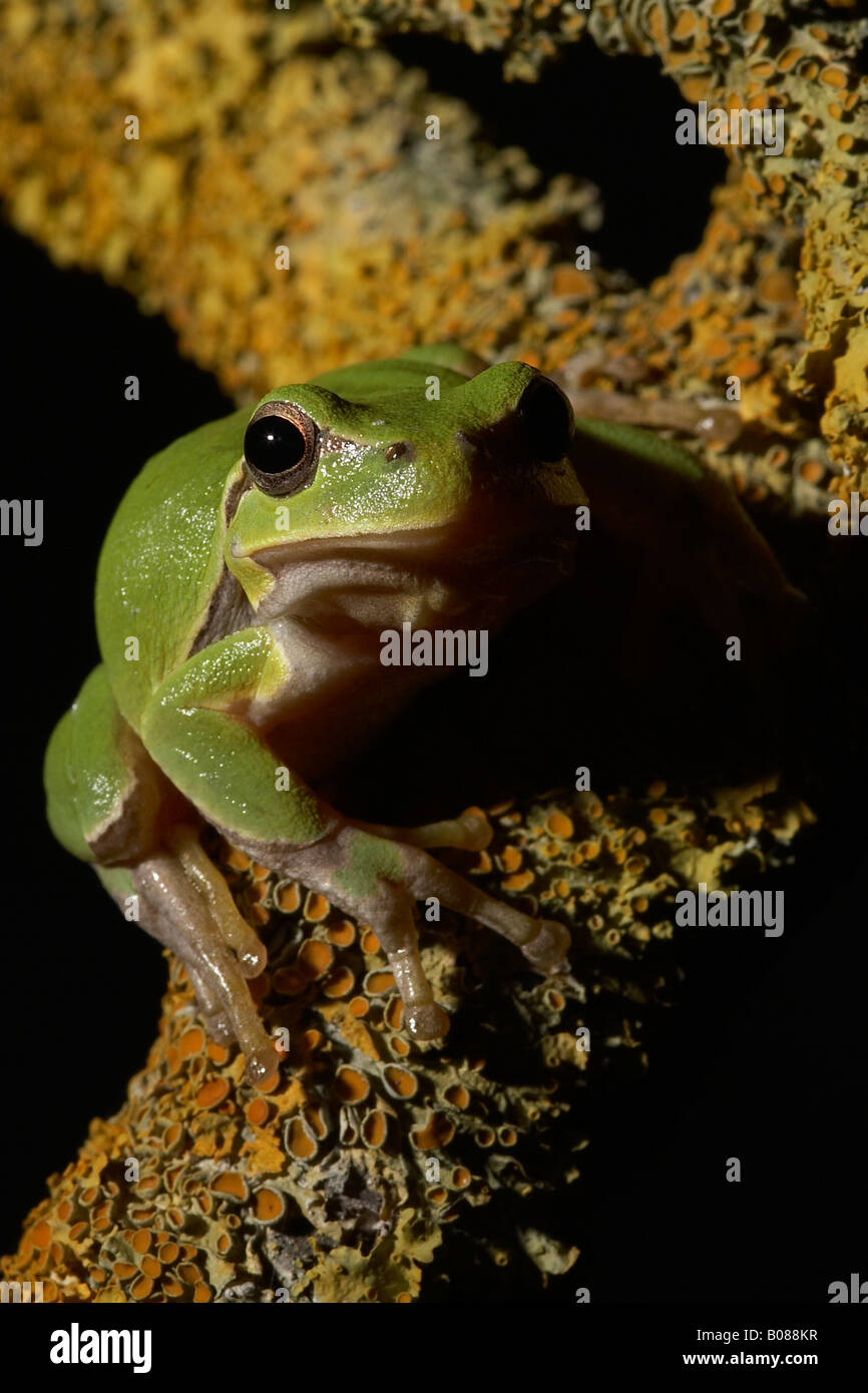 Italian Tree Frog Hyla intermedia Central Italy Stock Photo - Alamy