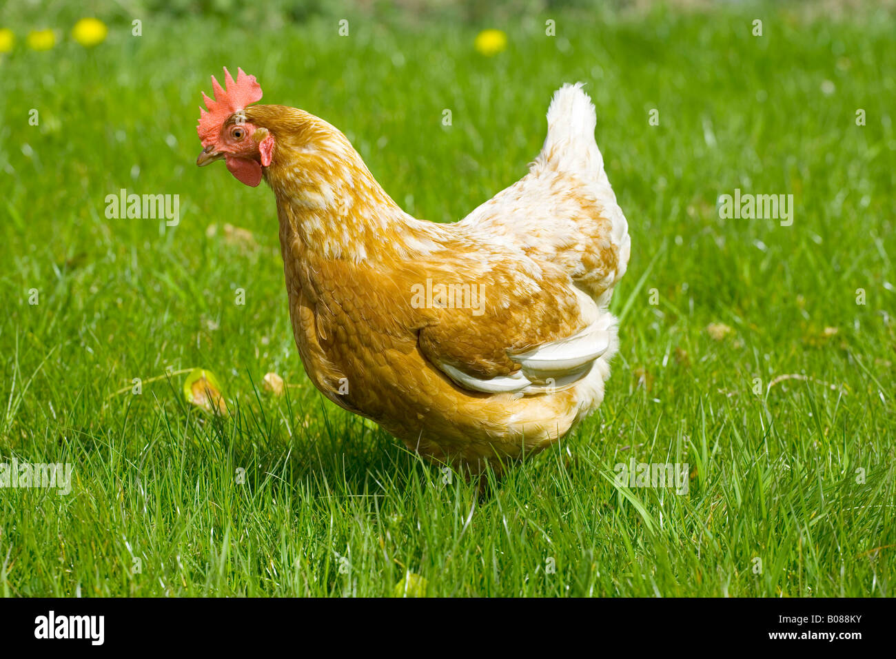 chicken, chickens, bird, flightless, food, dinner, egg, eggs Stock ...