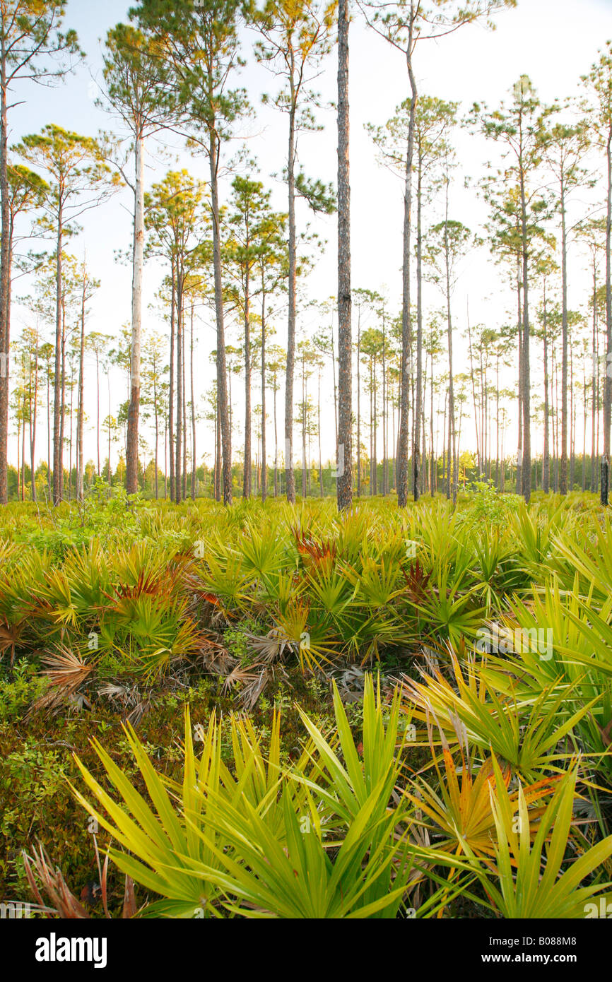 Swamp pine pinus elliottii hi-res stock photography and images - Alamy