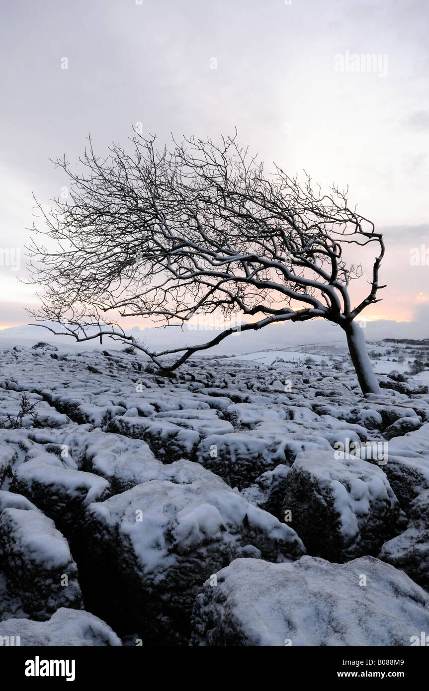 A wind sculpted tree on snow covered limestone pavement in early ...