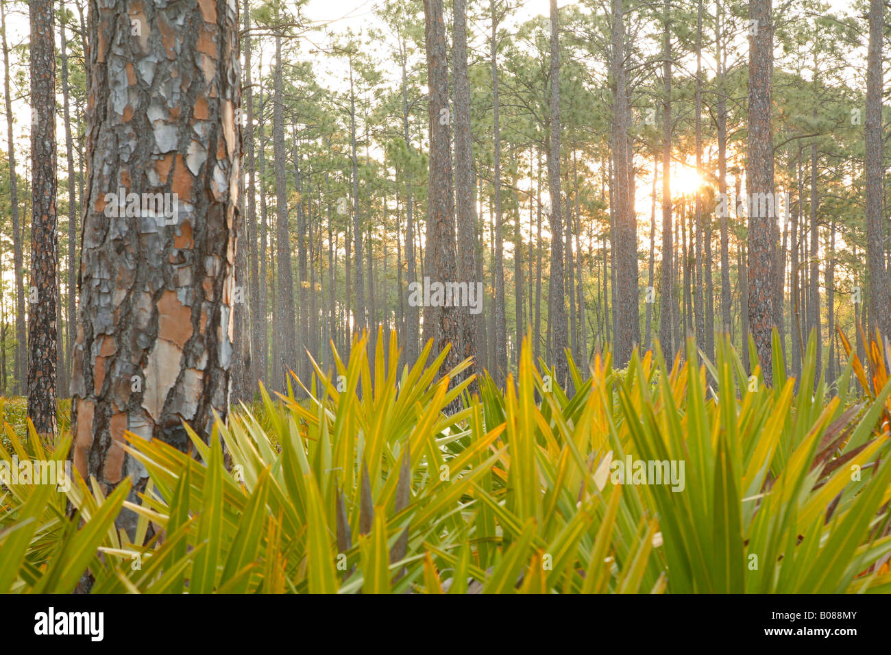 Slash Pine (Pinus elliottii) and Palmetto at sunrise, Okefenokee swamp ...