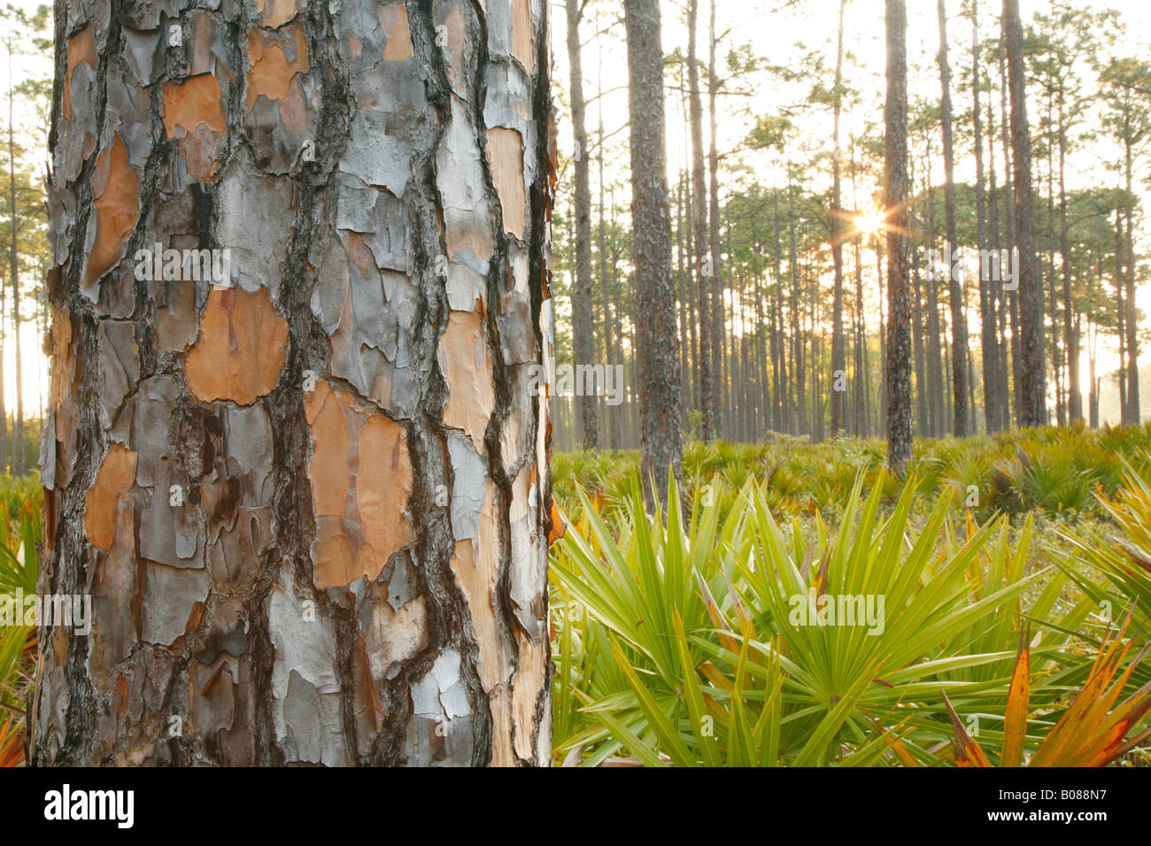 Swamp pine pinus elliottii hi-res stock photography and images - Alamy