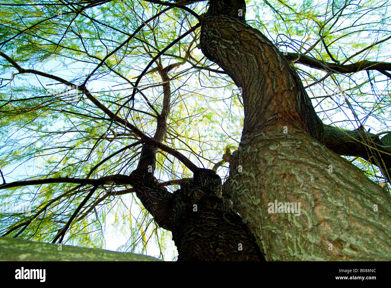 Willow from below hi-res stock photography and images - Alamy