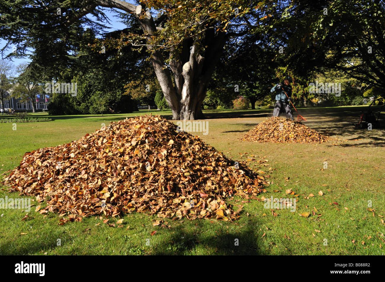Gathering autumn leaves at the Botanic Gardens Christchurch New Zealand ...