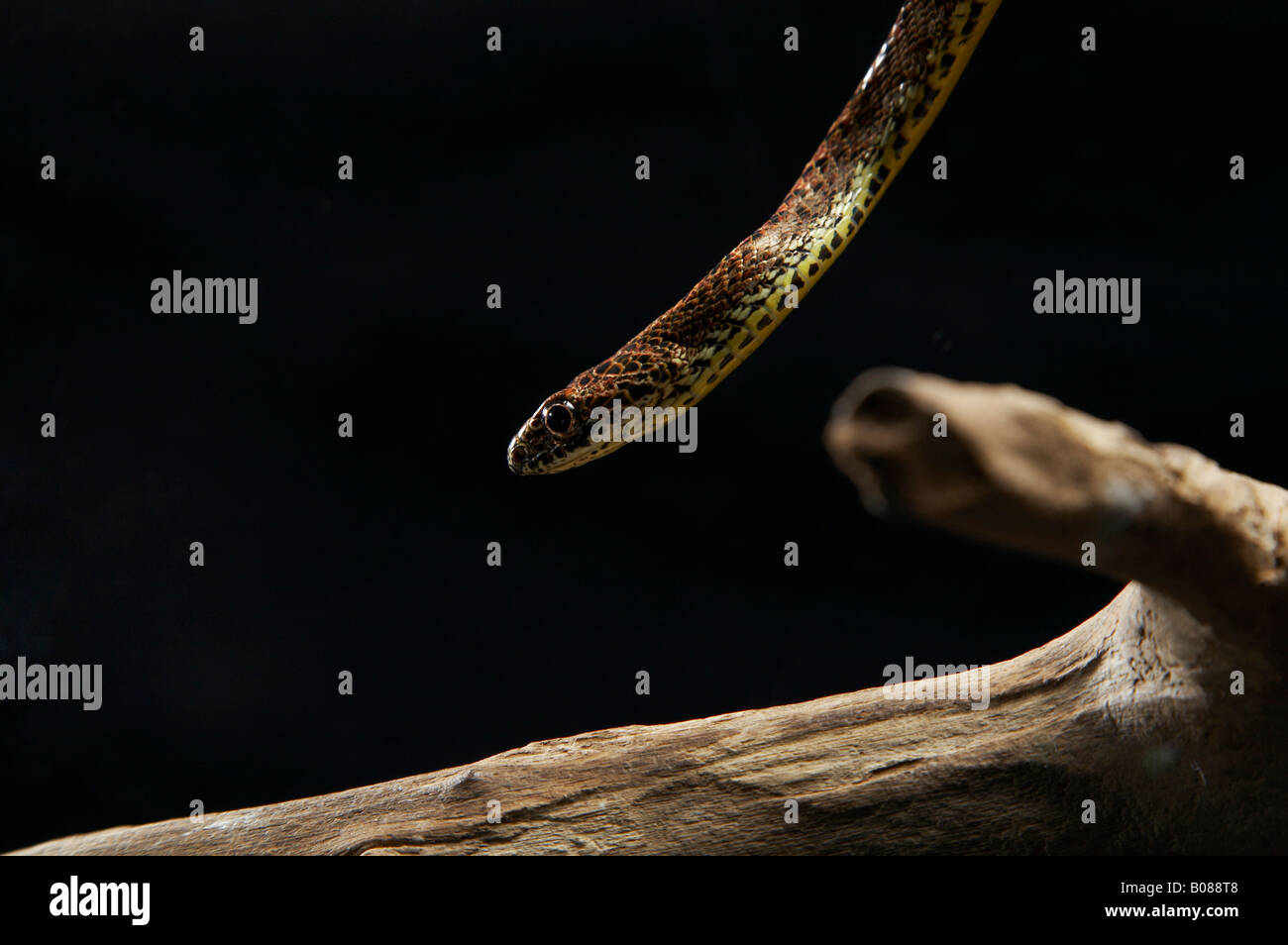 Coiling snake hi-res stock photography and images - Alamy