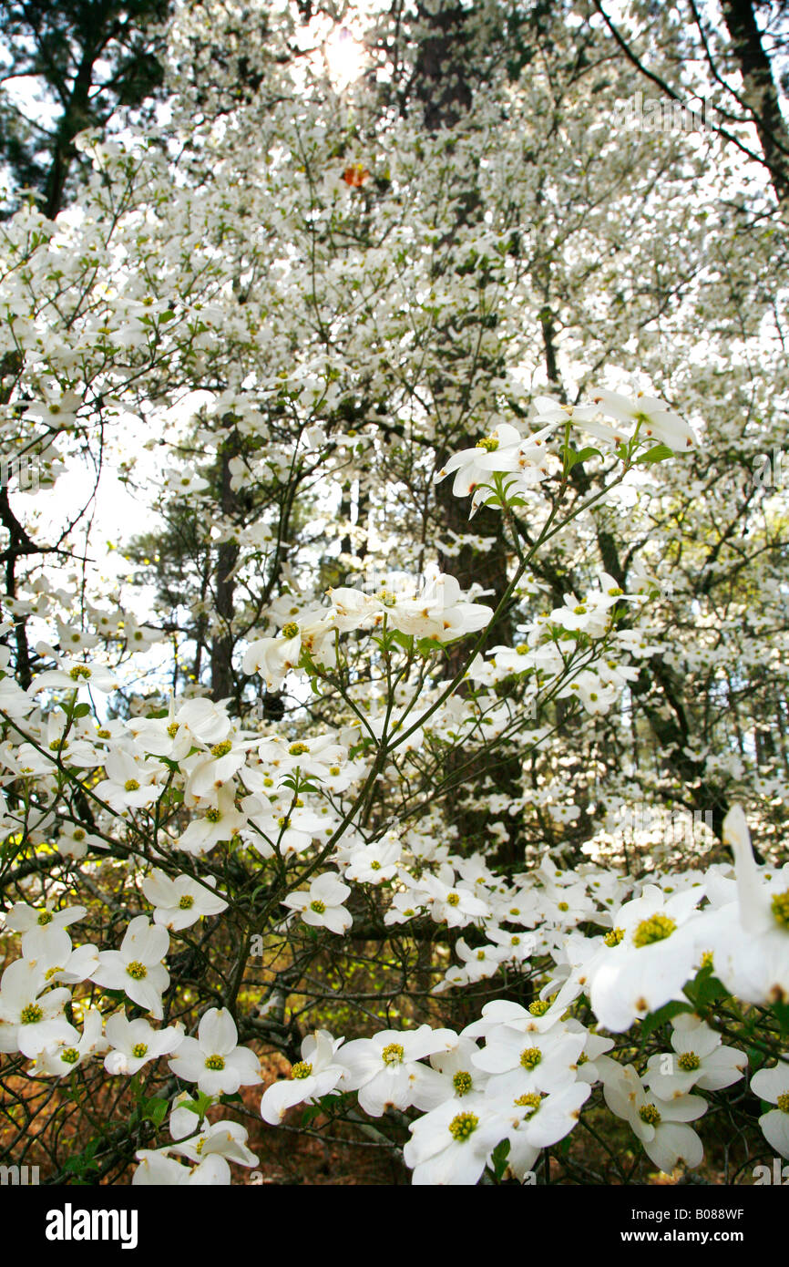 Dogwood Tree flowers in spring, Great Smoky Mountain National Park ...