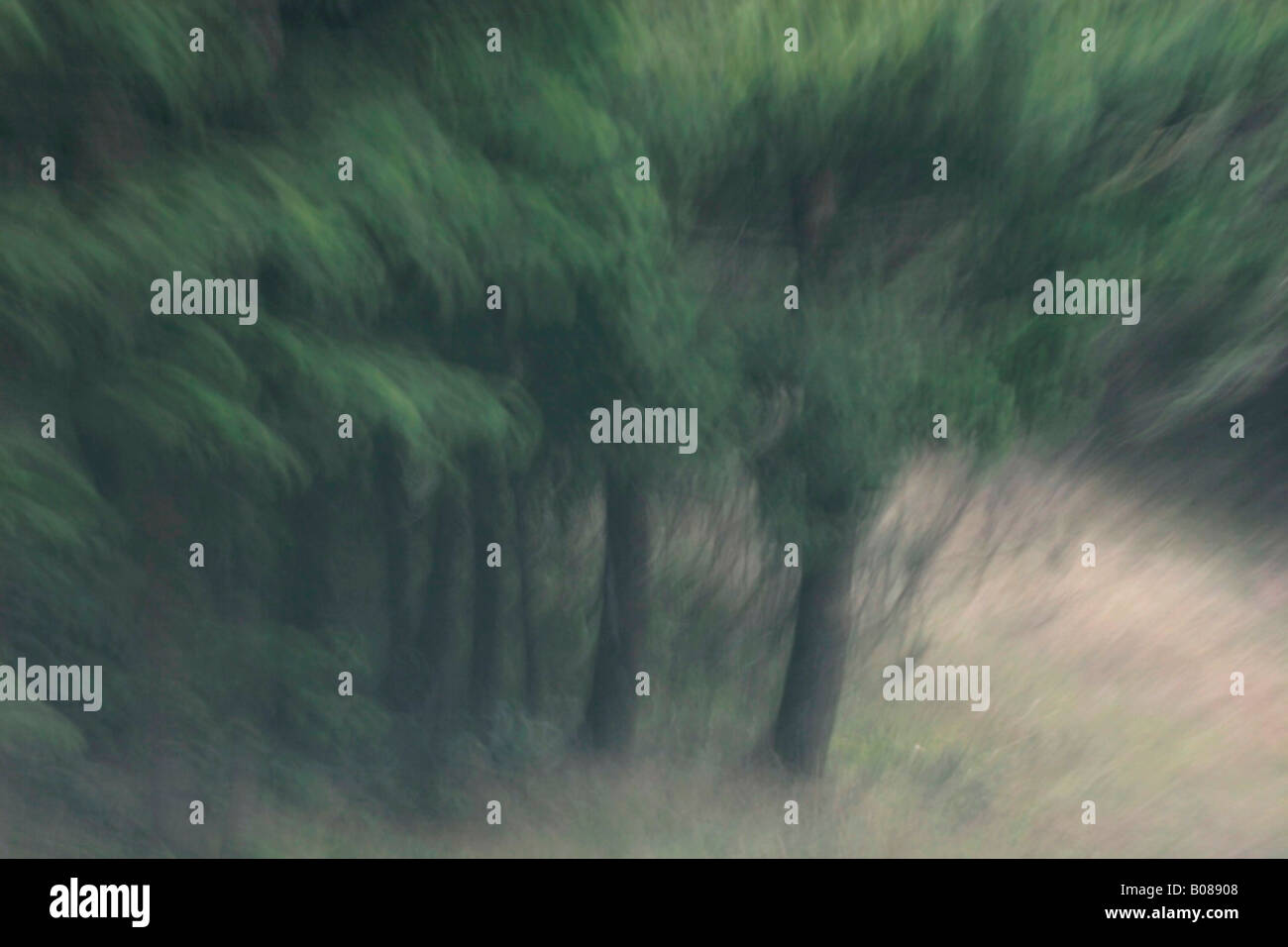 Glimpse of blurred trees Stock Photo - Alamy