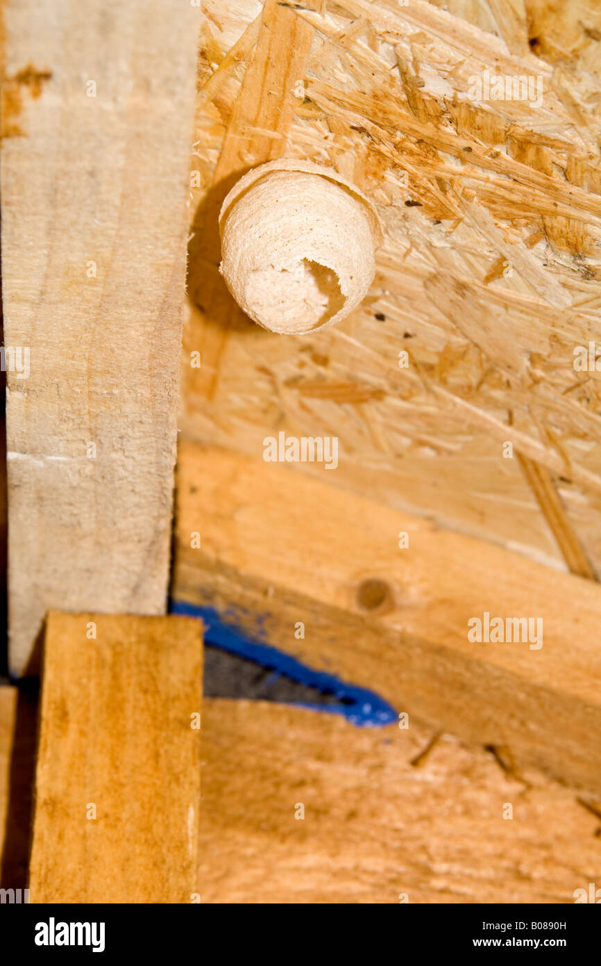 Small wasps nest hi-res stock photography and images - Alamy