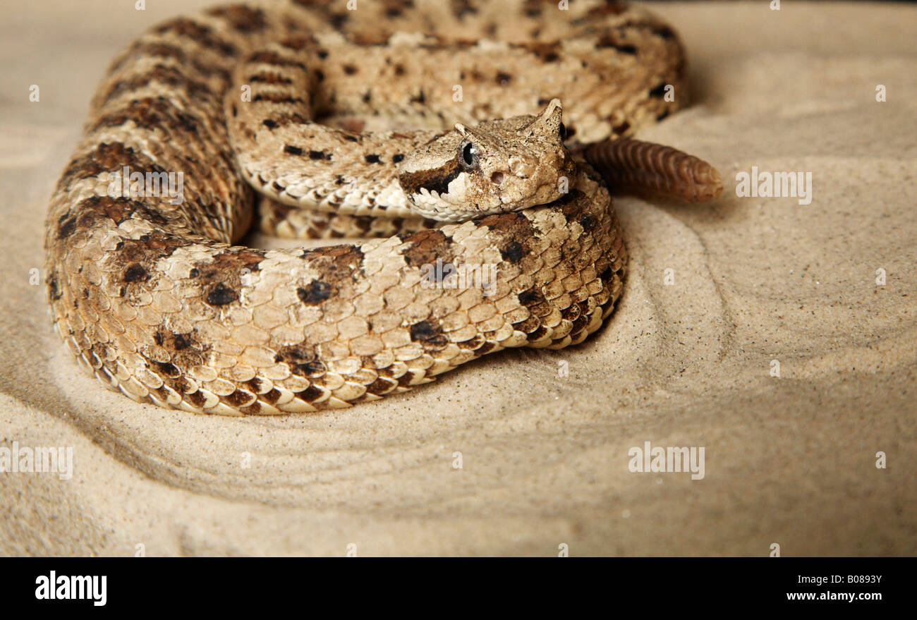 Desert Horned Viper coiled on a sand Stock Photo - Alamy