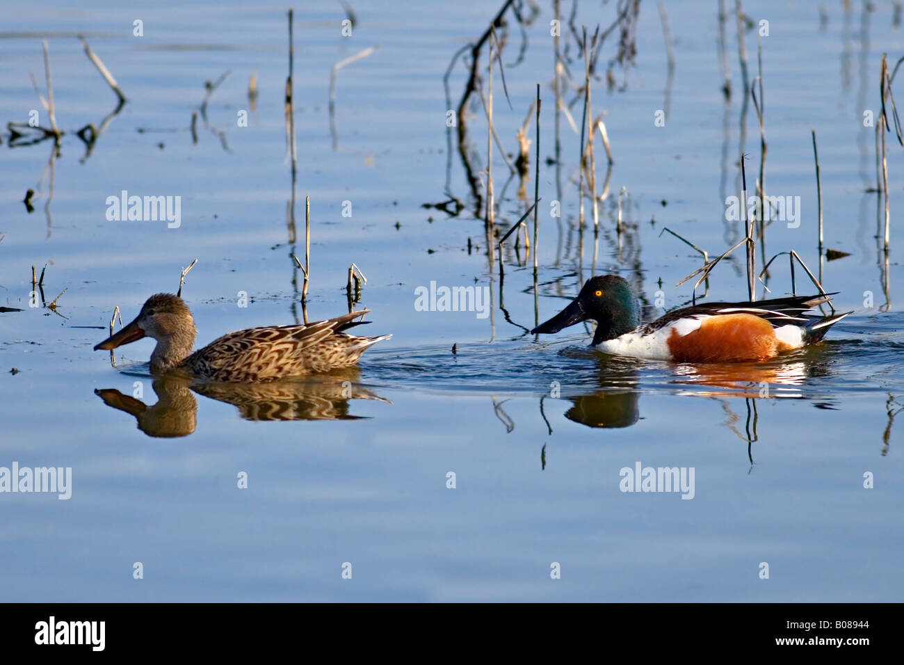 Northern Shoveler ducks in California Pacific Flyway - Central San ...