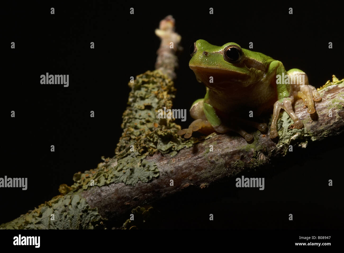 Italian Tree Frog Hyla intermedia Central Italy Stock Photo - Alamy