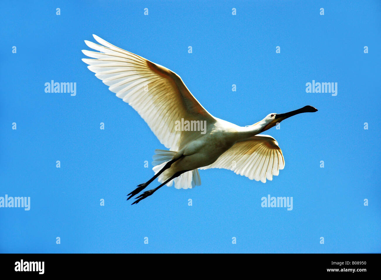 Spoonbill in Flight Stock Photo - Alamy