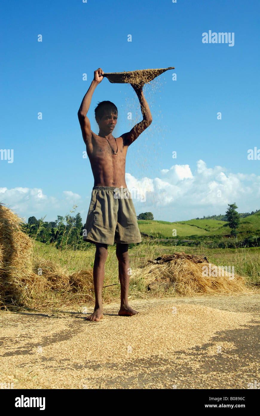 Man winnowing rice. Thakkar tribe Stock Photo - Alamy