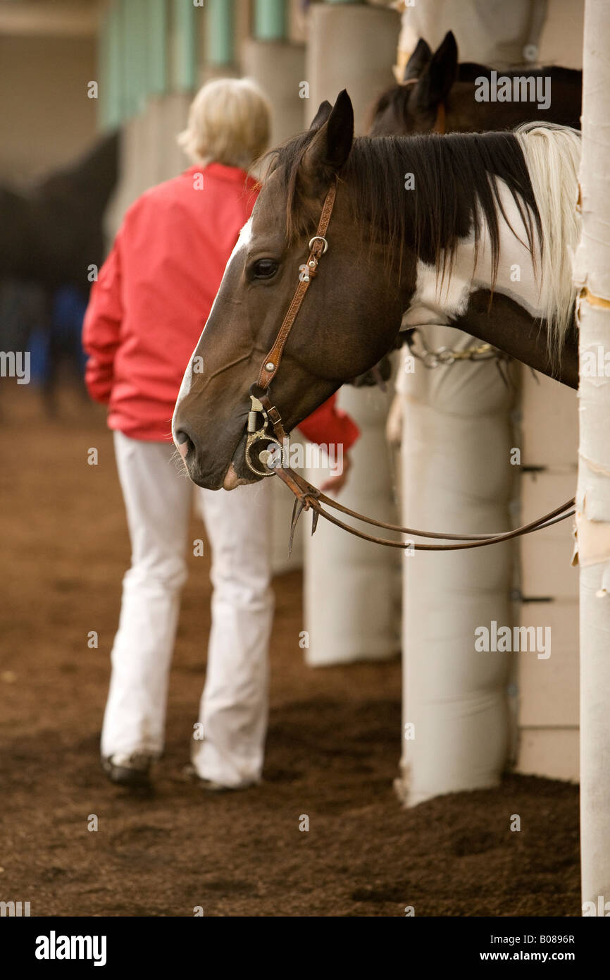 Horses in the stable hi-res stock photography and images - Alamy