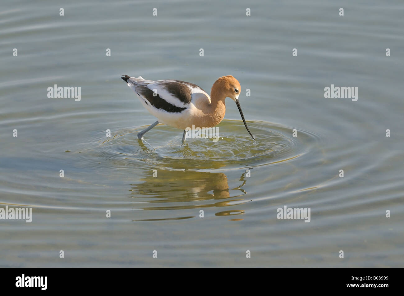 Mud stirring hi-res stock photography and images - Alamy
