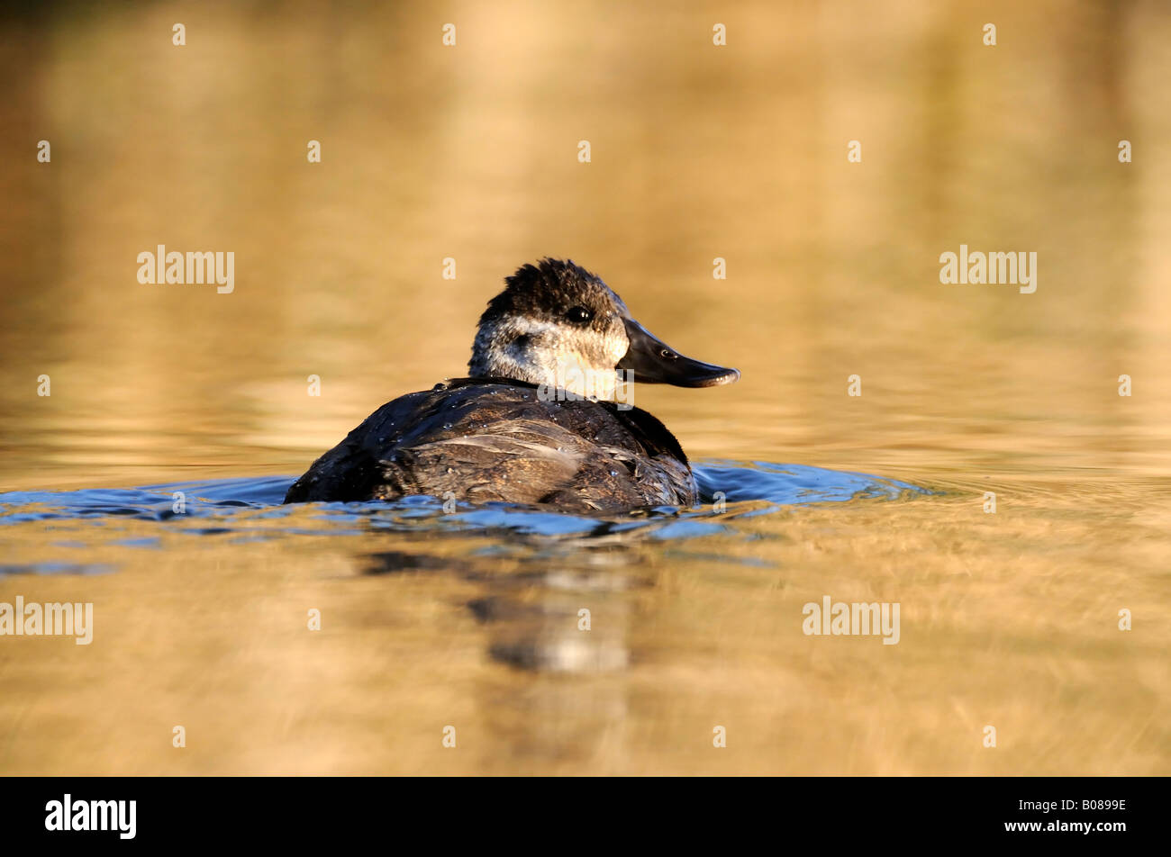 Female Ruddy Duck paddling Stock Photo - Alamy