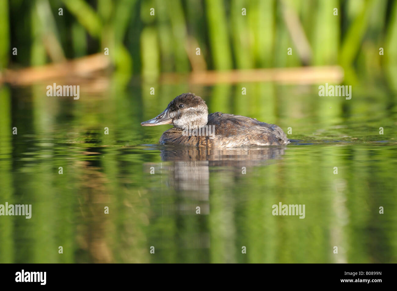Female Ruddy Duck Stock Photo - Alamy