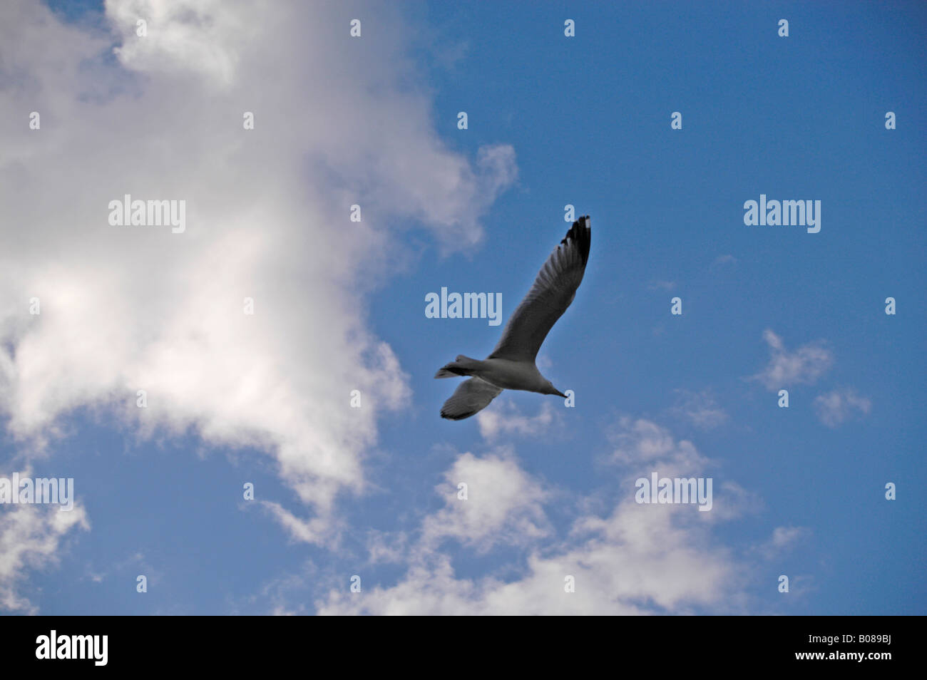 Flying seagul hi-res stock photography and images - Alamy