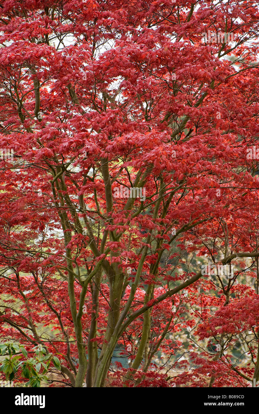 red maple tree in english garden, norfolk, england Stock Photo - Alamy