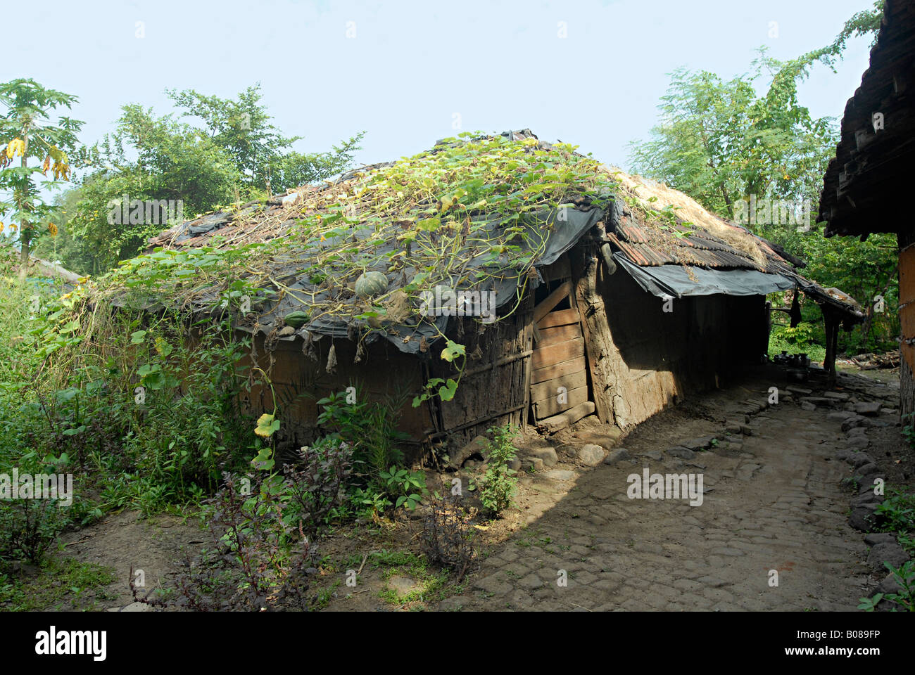 Katkari tribal house - roofs with pumpkin climber Stock Photo - Alamy