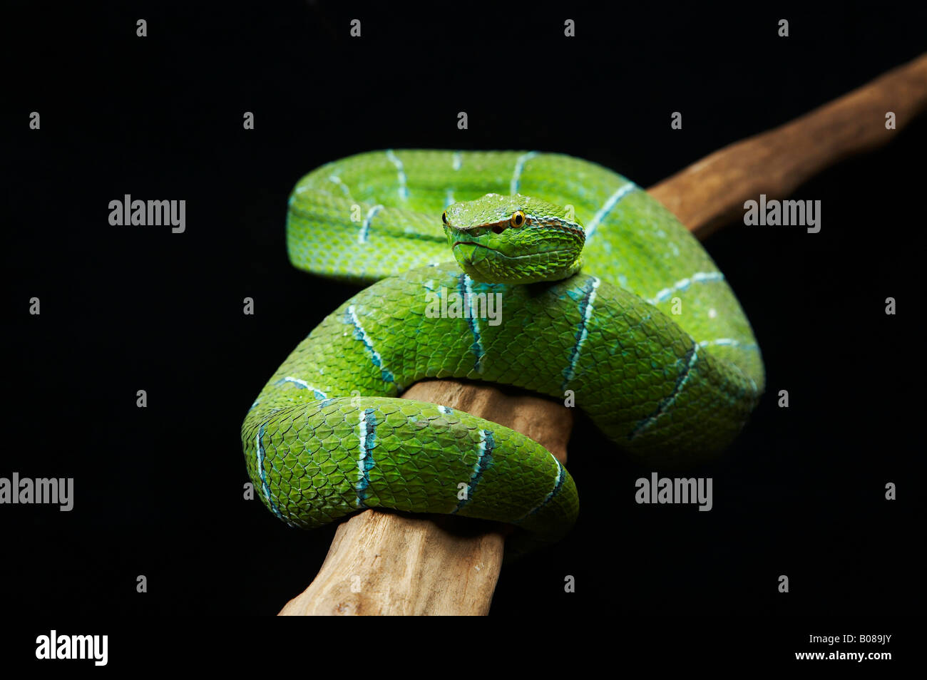 Front view of Pit Viper Stock Photo - Alamy