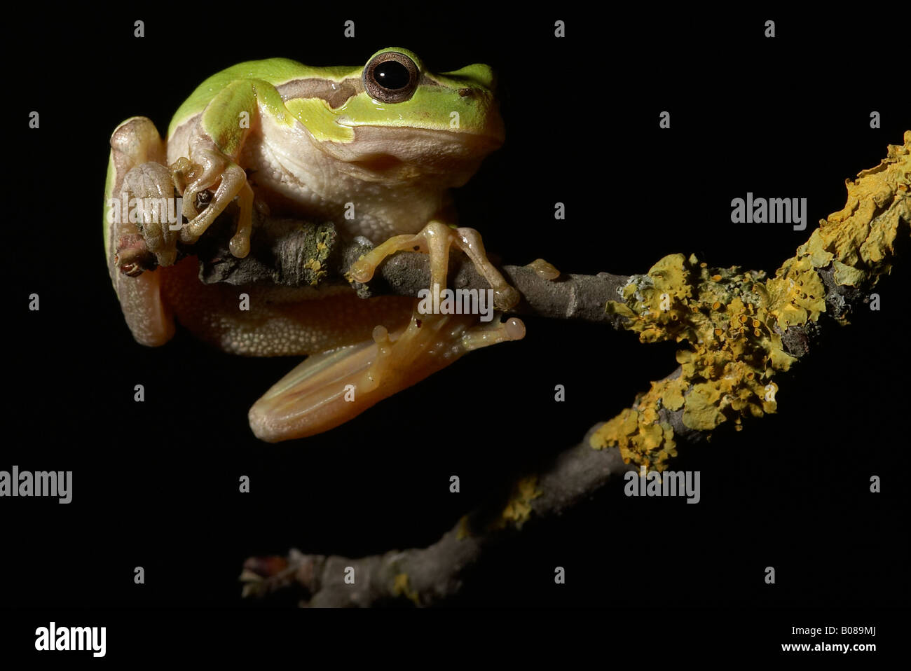 Italian Tree Frog Hyla intermedia Central Italy Stock Photo - Alamy
