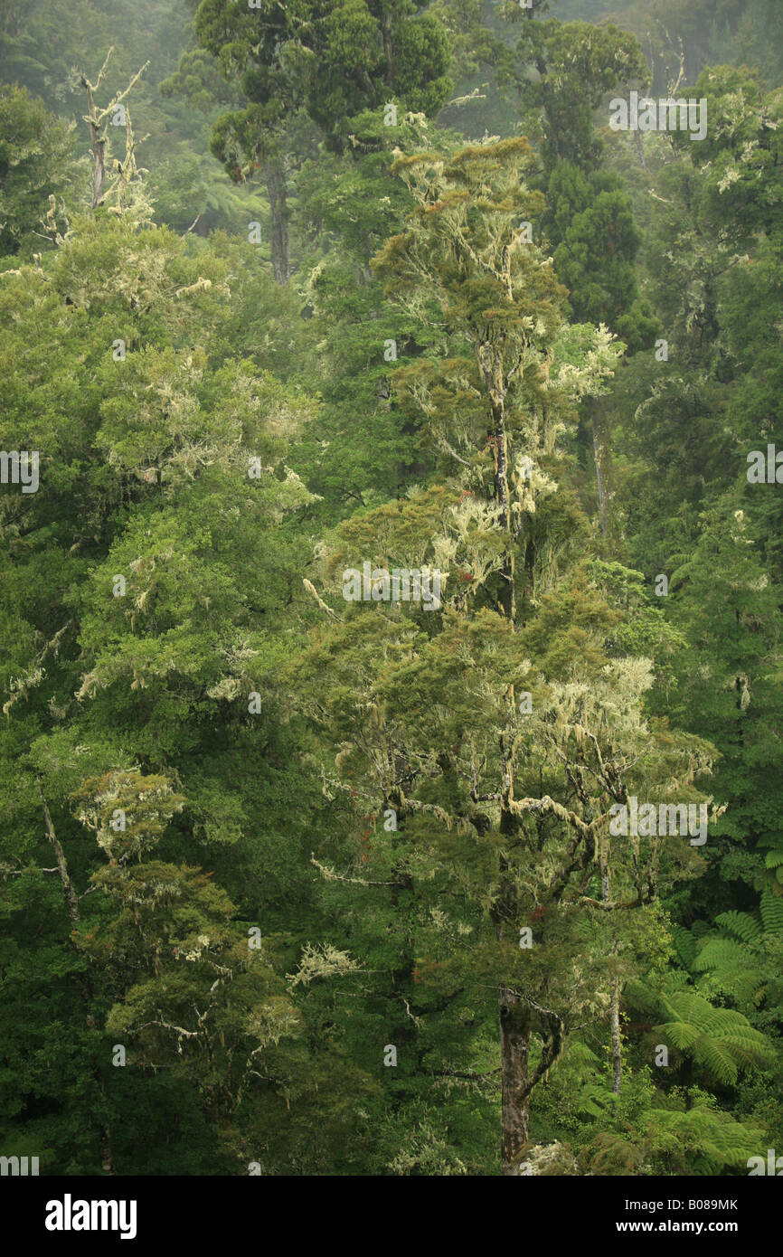 Indigenous trees in the Rimu valley forest beside Sandy bay road to ...