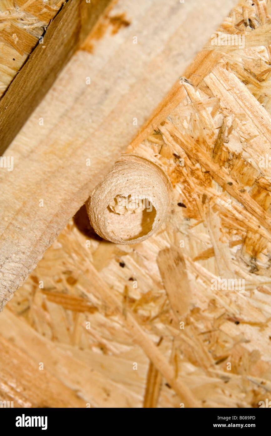 A small wasp's nest in a shed, UK Stock Photo - Alamy