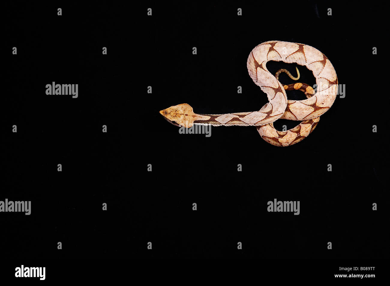 Top view of Sharp Nose Viper Snake Stock Photo - Alamy