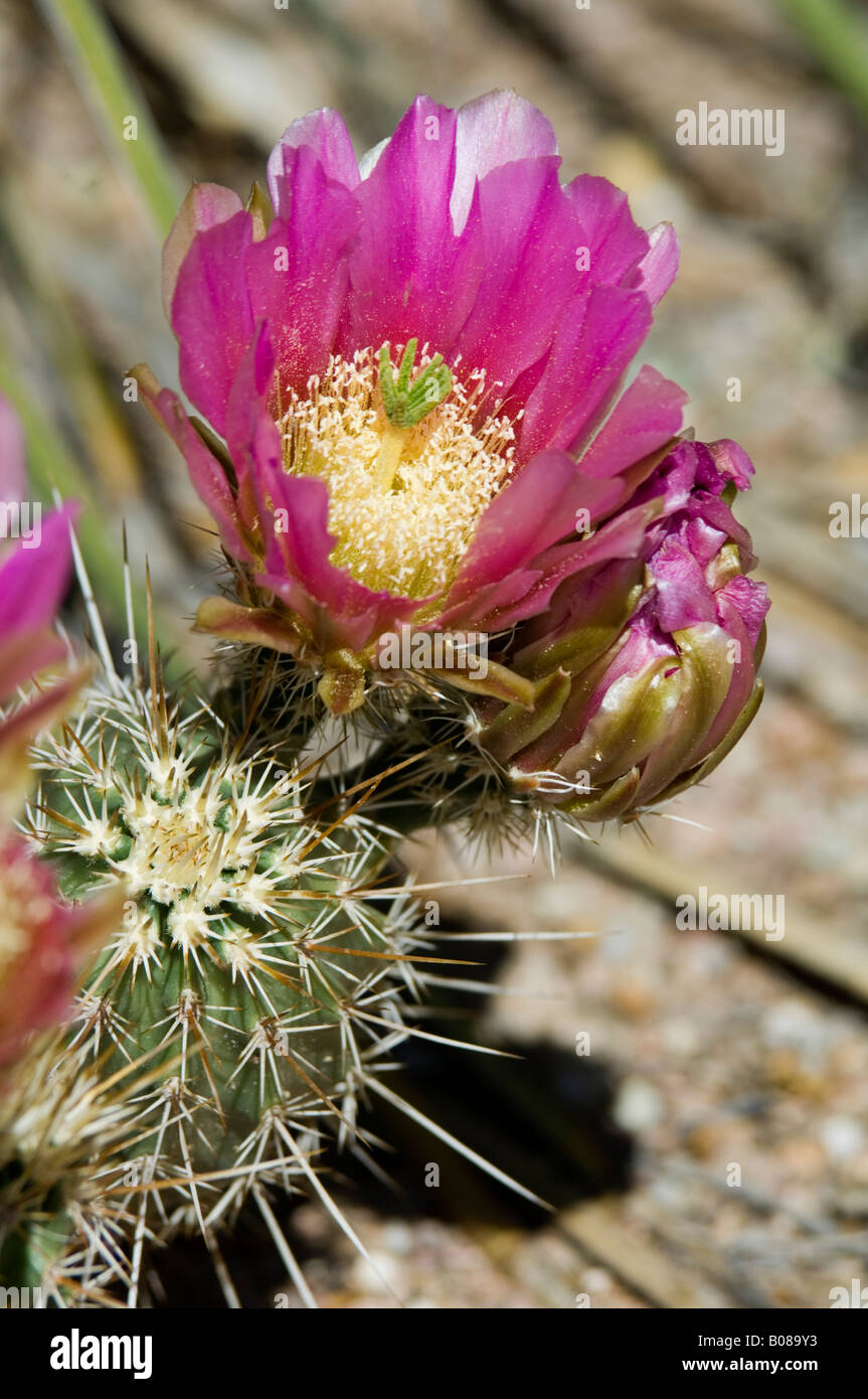 Hedgehog cactus hi-res stock photography and images - Alamy
